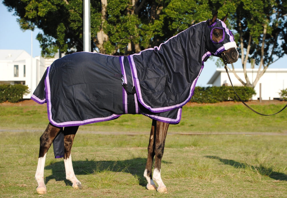 Navy Show Set + Surcingle with Double Purple Trims