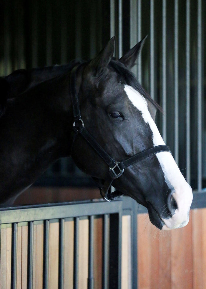 PVC Halter - Black with Chrome Buckles